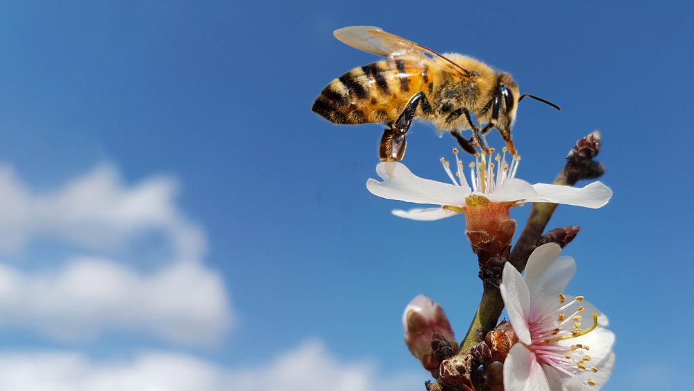 Bee Pollination services | The Bee Apiary